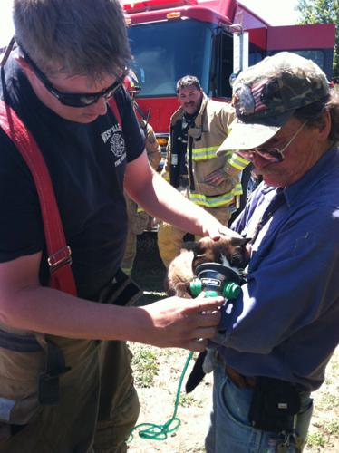 Cat rescued from Iraq war zone crawls out of Cowiche house fire alive ...