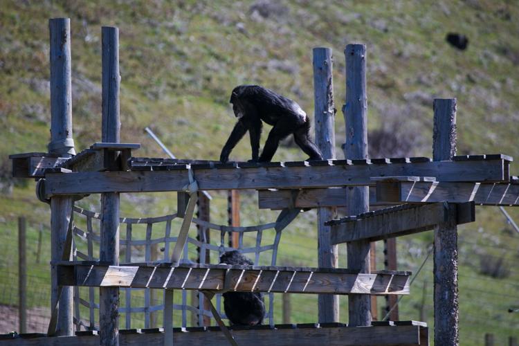 PHOTOS: Chimpanzee Sanctuary Northwest in Cle Elum | News Photos ...