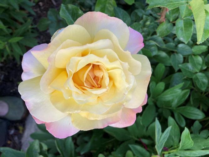 What to do when you've soiled your yard | Magazine | yakimaherald.com