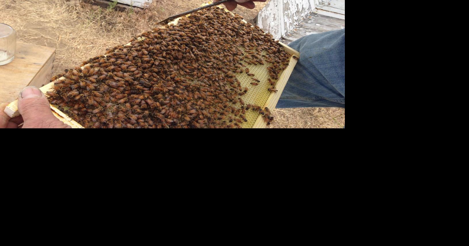 why do skunks eat bees