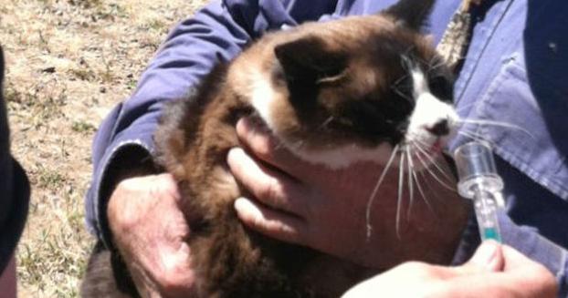 Cat rescued from Iraq war zone crawls out of Cowiche house fire alive ...
