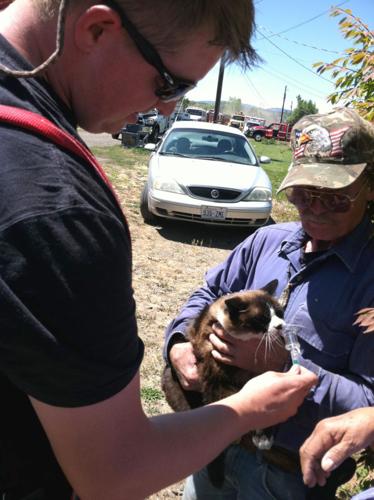 Cat rescued from Iraq war zone crawls out of Cowiche house fire alive ...