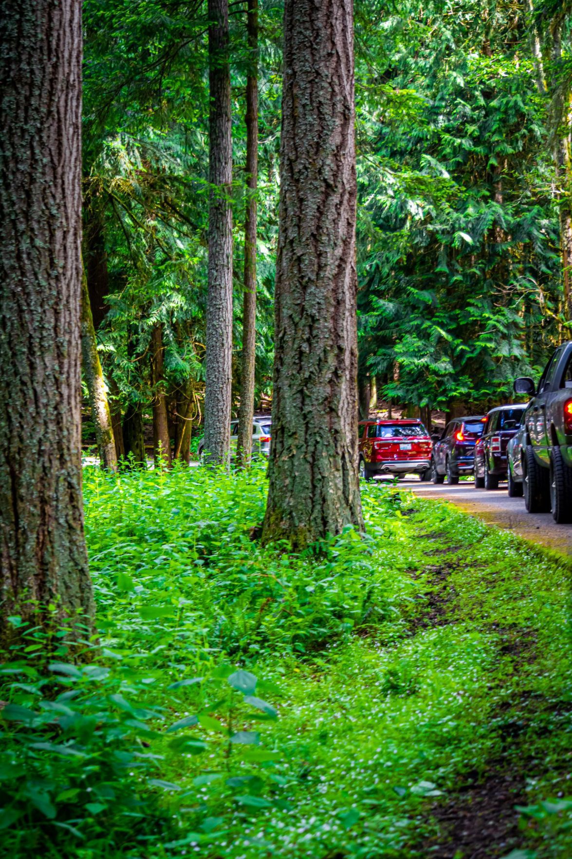 Take a Drive on the Wild Side This Summer at Northwest Trek Wildlife ...