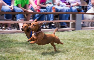 Saturday's Dachshunds on Parade in Ellensburg now includes all breeds ...
