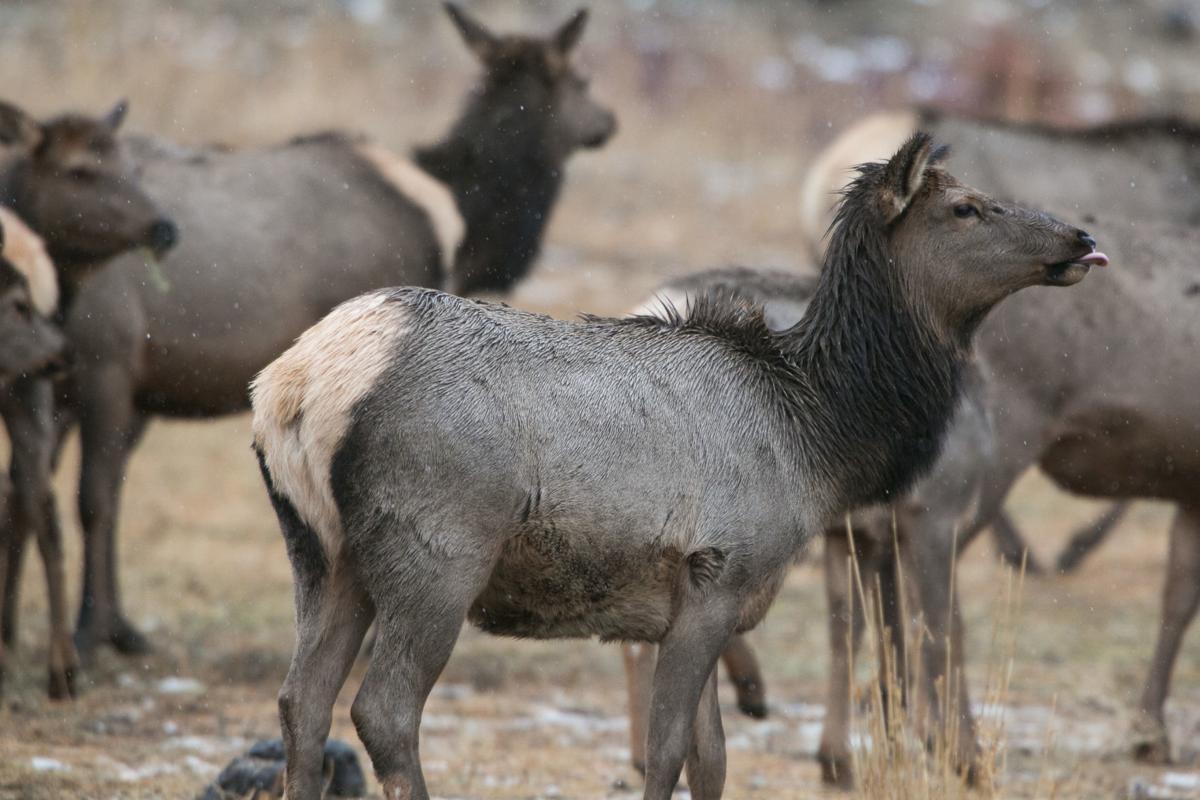 Elk hoof disease found in Yakima herd | Outdoors | yakimaherald.com