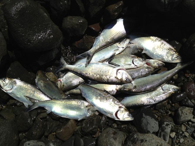 Phillips: It's a great time to get your share of shad | Outdoors ...