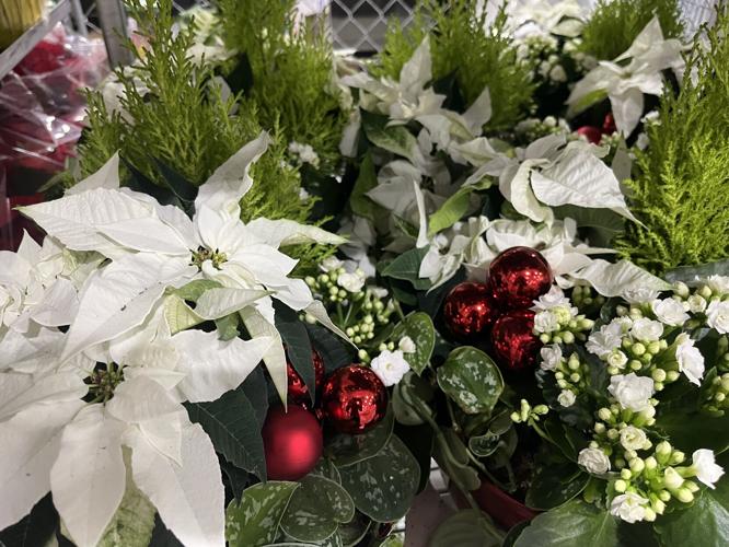 The long journey of the poinsettia, from tropical shrub to Christmas ...