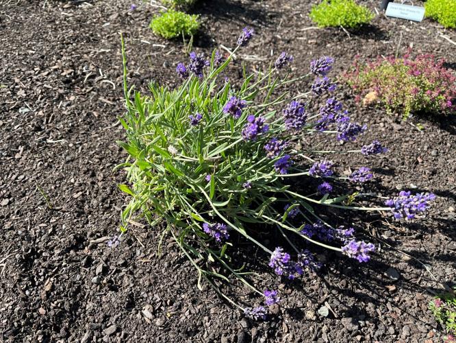 Yakima Arboretum’s new Winter Garden is an all-year oasis | Magazine | yakimaherald.com