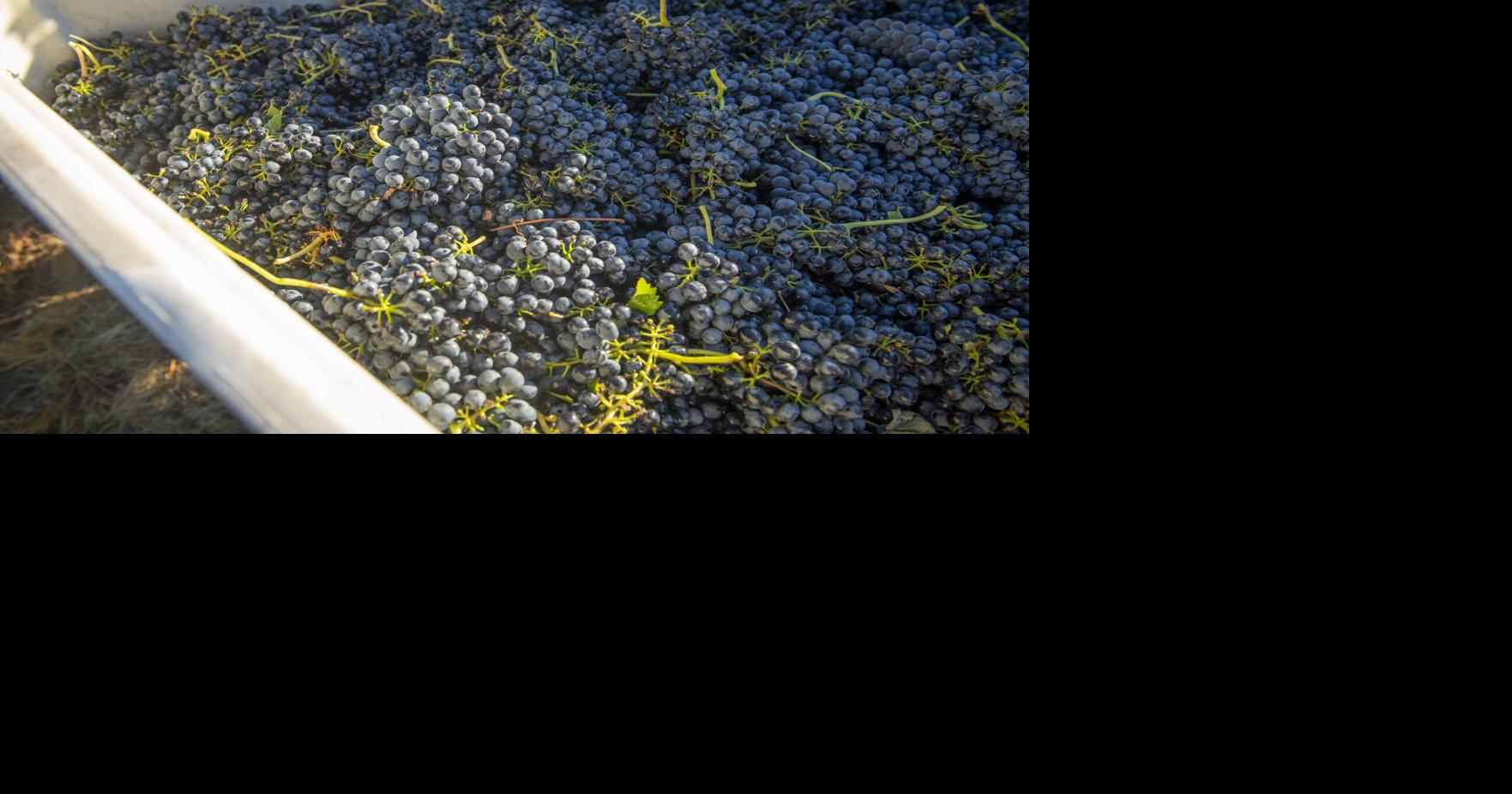 Higher quality, lower yield for Yakima Valley wine grapes after 'ideal ...