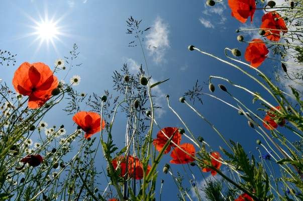 Carol Barany: | Home And Garden | yakimaherald.com