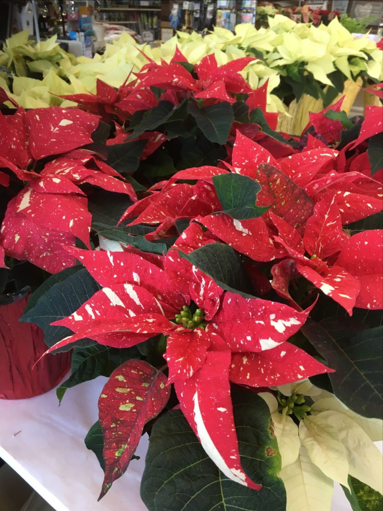 Barany in the Garden: Photoperiodism: How poinsettias tell time | Home ...