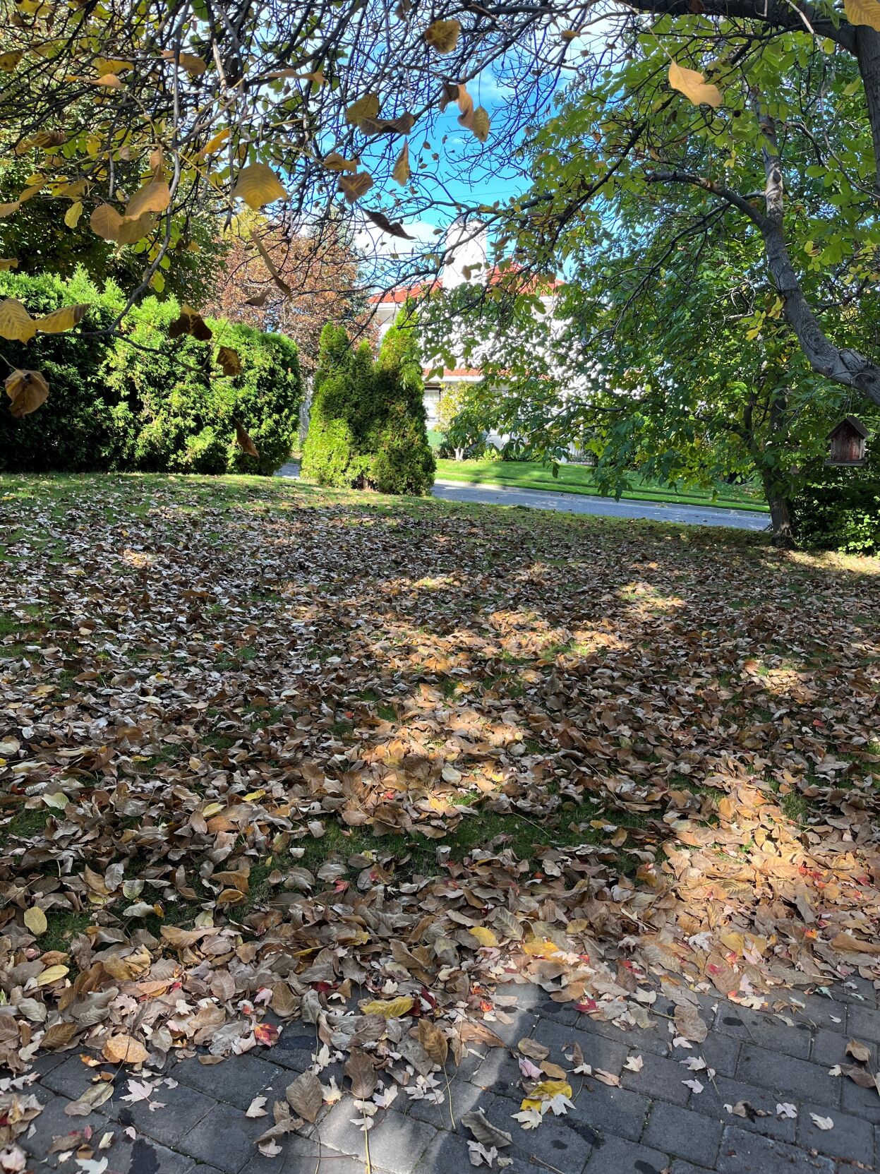 Barany in the Garden: Don't bag those leaves -- mulch them! | Home And ...