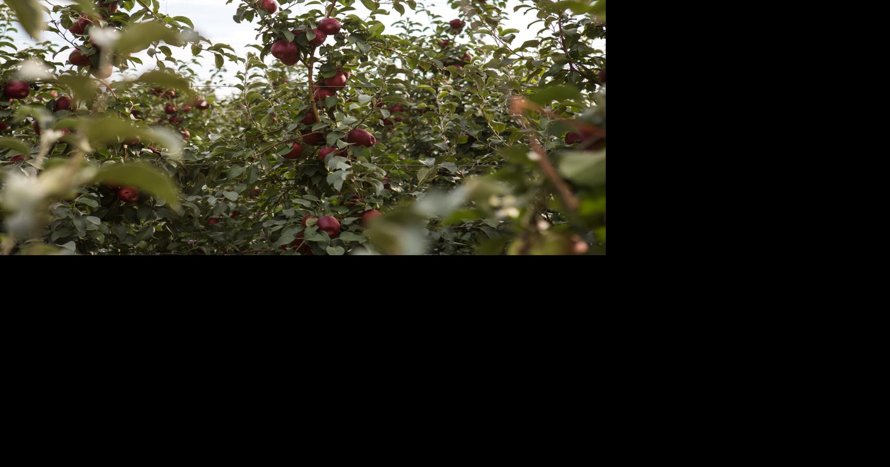'Near-perfect growing conditions' help boost WA apple crop | Business ...