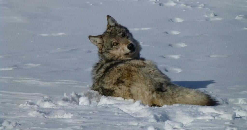 Washington Fish and Wildlife authorizes killing of one wolf after ...
