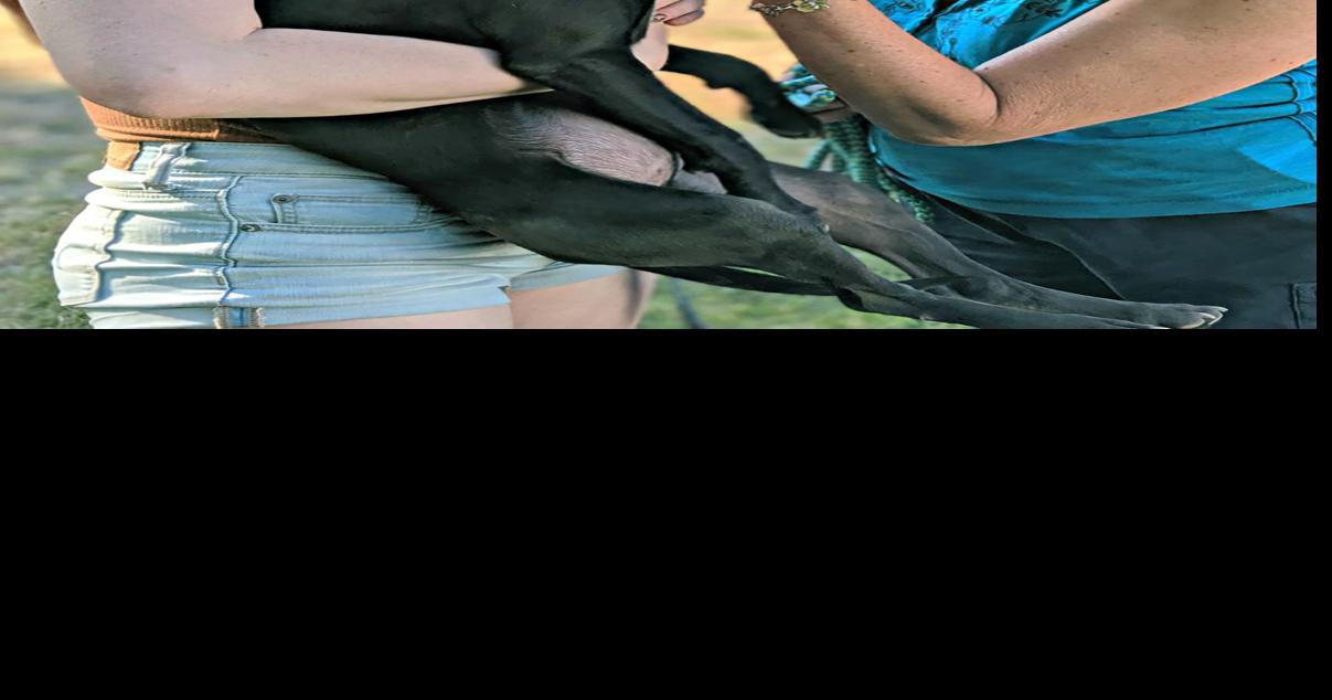 Meet Yakima's Foster Dog Heroes | Community | yakimaherald.com