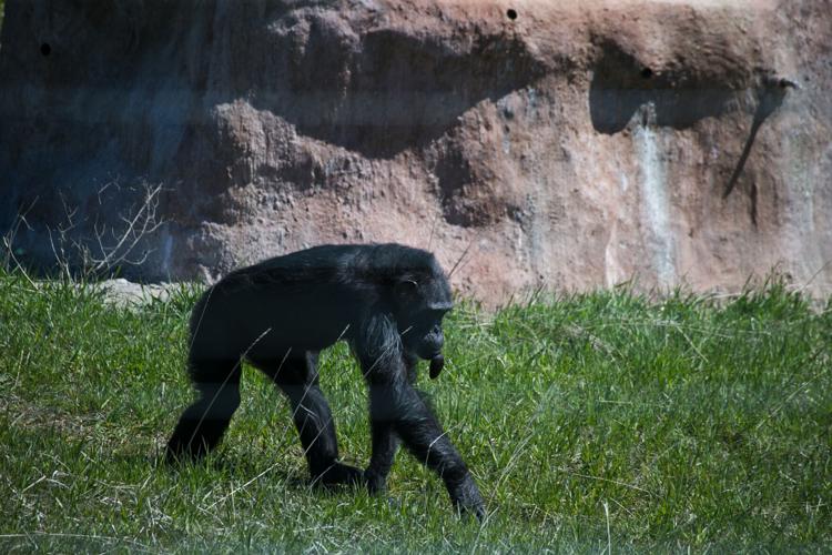 PHOTOS: Chimpanzee Sanctuary Northwest in Cle Elum | News Photos ...