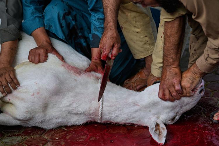 Muslims around the world celebrate Eid al-Adha, in photos | Nation ...