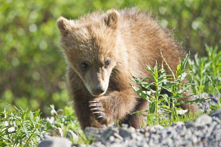 Plans to bring back grizzly bears moving forward again | Outdoors ...
