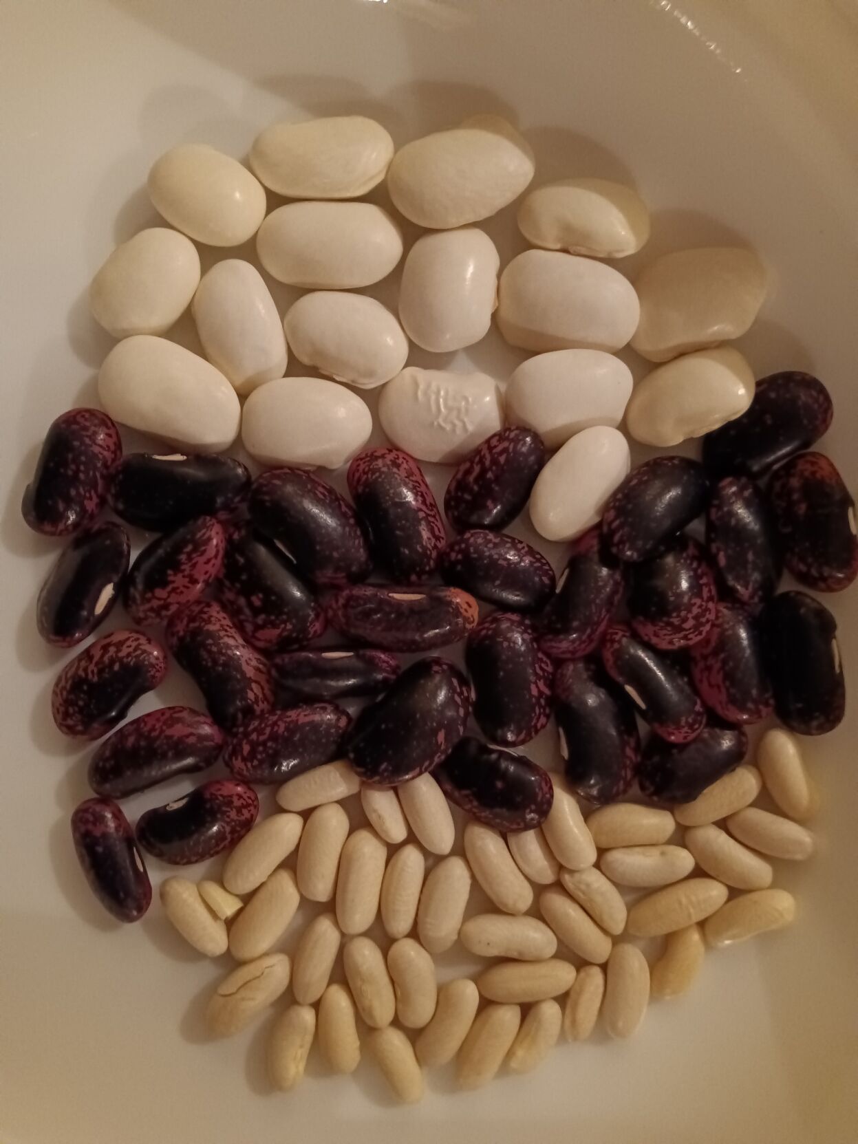 Master Gardeners: It's feast or famine with beans | Explore Yakima ...