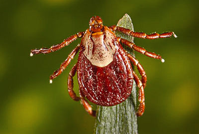 Tick talk: It looks like a big year in Eastern Washington for the ...