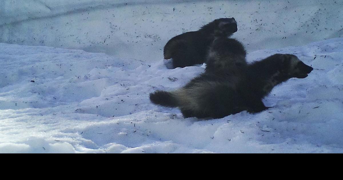 Two wolverine kits documented south of I-90 | Local | yakimaherald.com