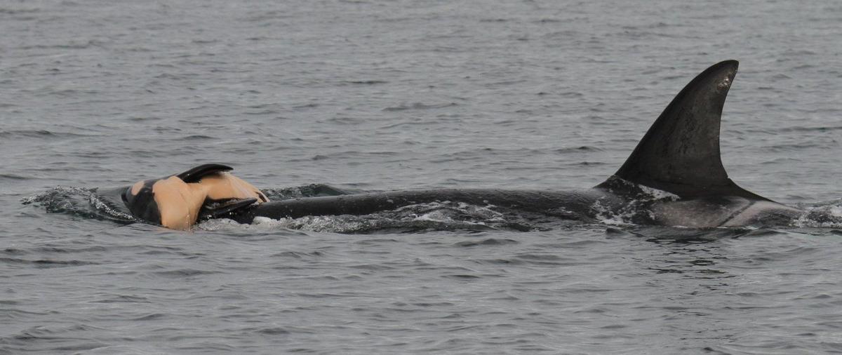 A mother grieves: Orca whale continues to carry her dead calf into a ...