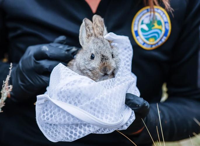 Pygmy rabbits are vital to the Columbia Basin. Will they survive ...