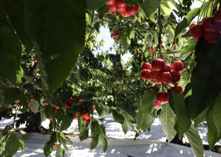 Cherry harvest in Northwest looks promising, especially after last two ...