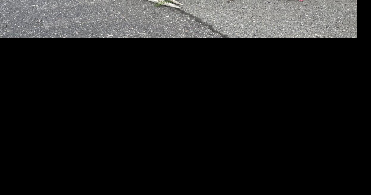 Stuffed sloth taken down from perch overlooking I-5 near Bellingham ...