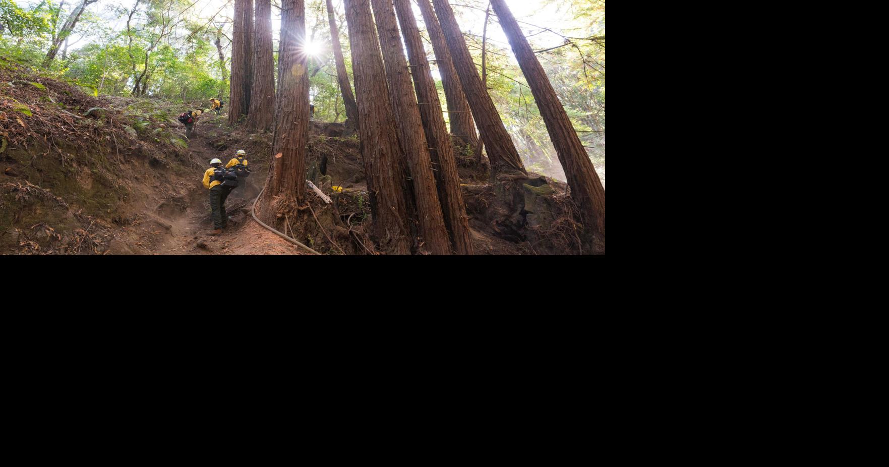 Commentary: The mighty coast redwoods are born to change. But can they ...