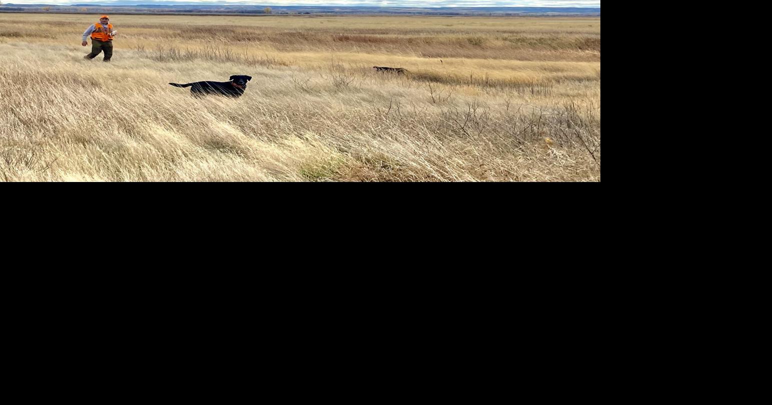 Rob Phillips: Montana pheasant hunting trip a chance for trusty hunting ...