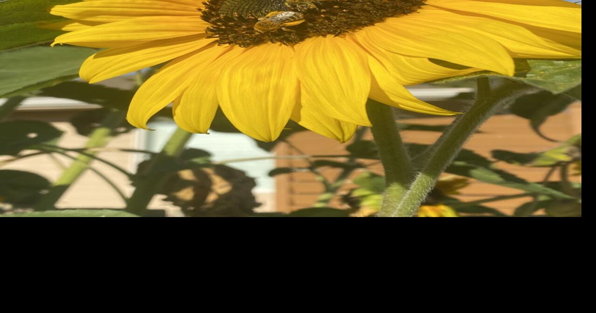 Yakima County Master Gardeners: Observing pollinators in your home ...