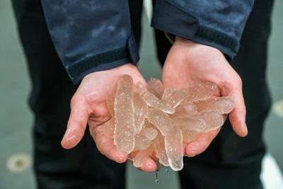 Blobby creatures washed up on West Coast beaches during marine warming ...