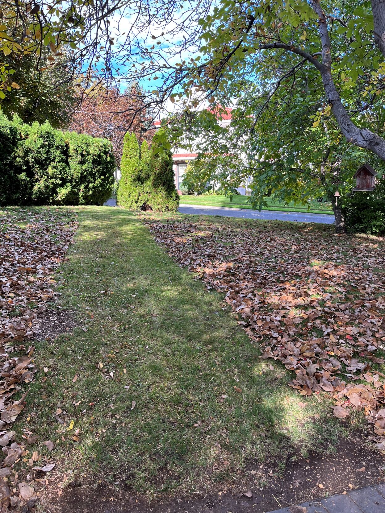 Barany in the Garden: Don't bag those leaves -- mulch them! | Home And ...