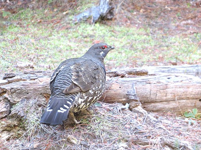 Wildlife Moment: Spruce grouse ‘fool hens’ west of Yakima | Outdoors ...