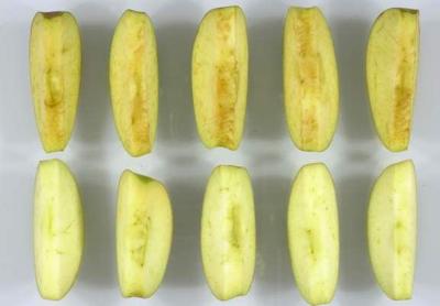 U.S. to allow genetically modified apples from Canada | Local ...