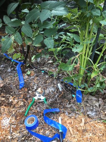 Barany in the Garden: Maybe this year, tuber ID system will work | Home ...