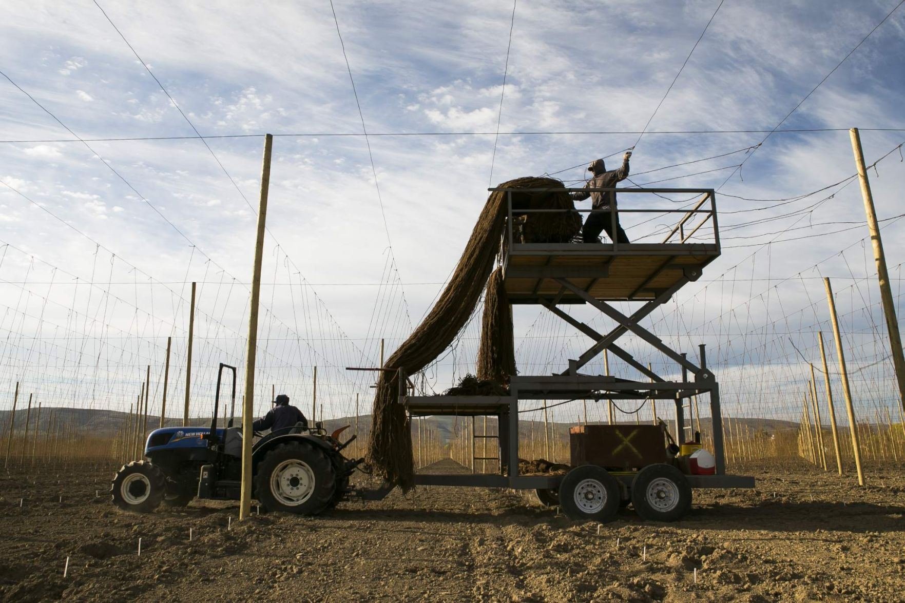 Yakima Valley hops acreage grows with demand (video) | Local ...
