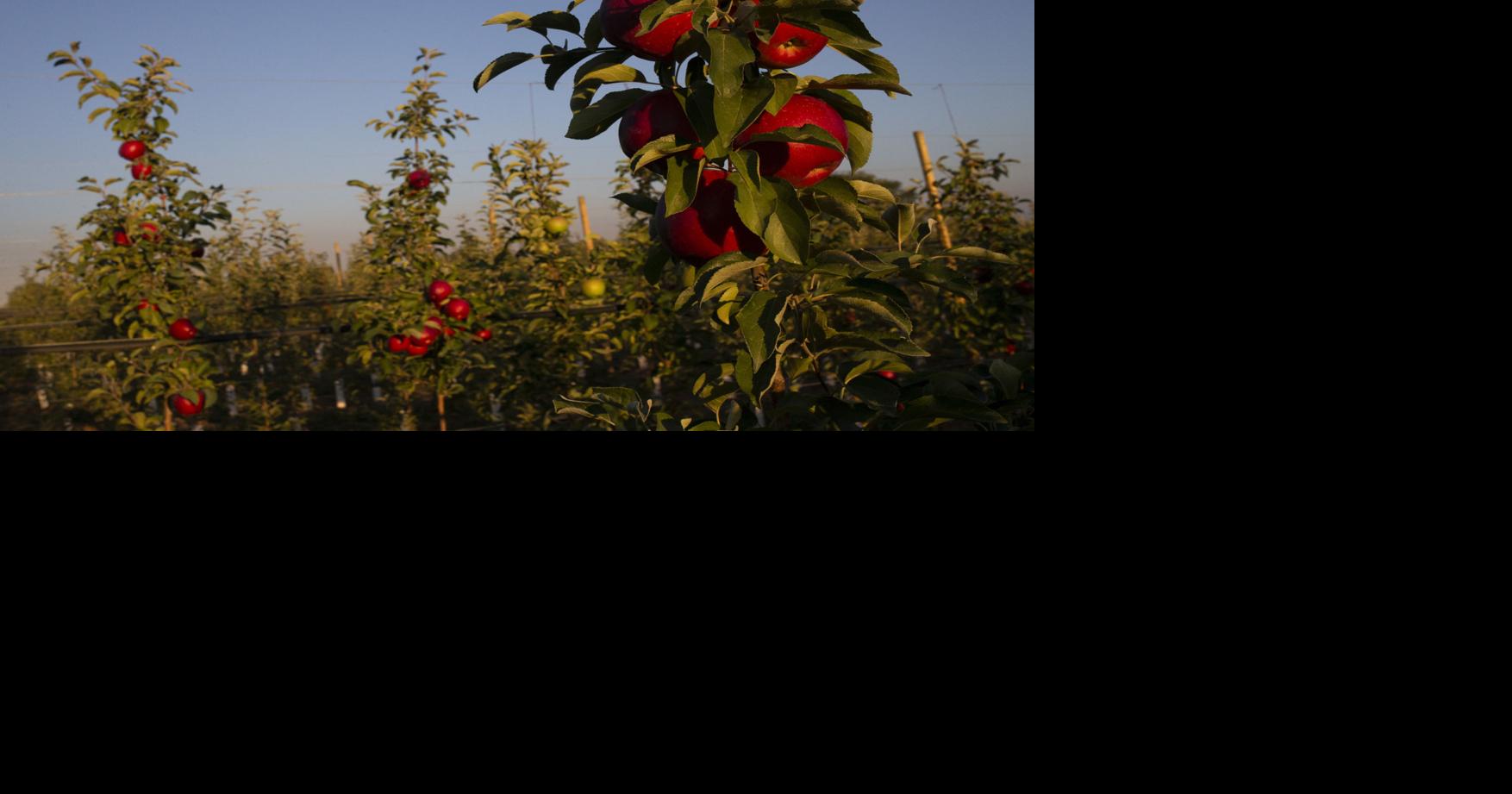 Letter: Carol Barany's right about planting apple trees | Opinion ...