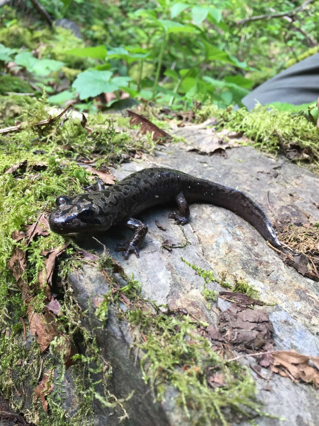 Wandering Central Washington: The elusive coastal giant salamander ...