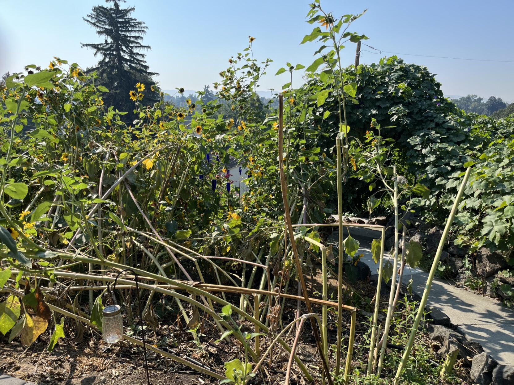 Barany In the Garden: Gardeners find beauty in the chaos of September’s ...