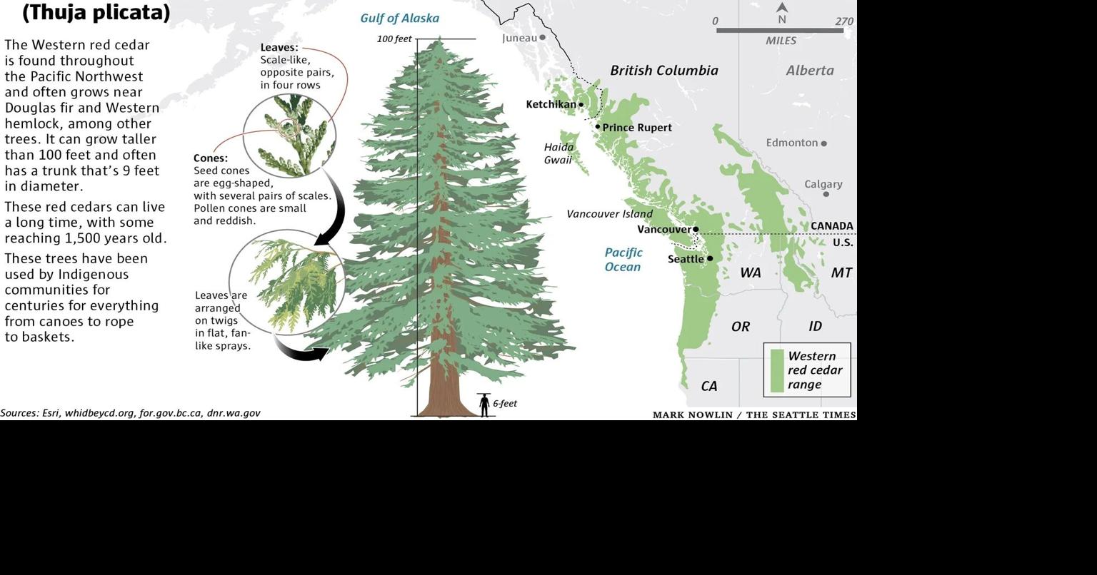 red cedar graphic | | yakimaherald.com
