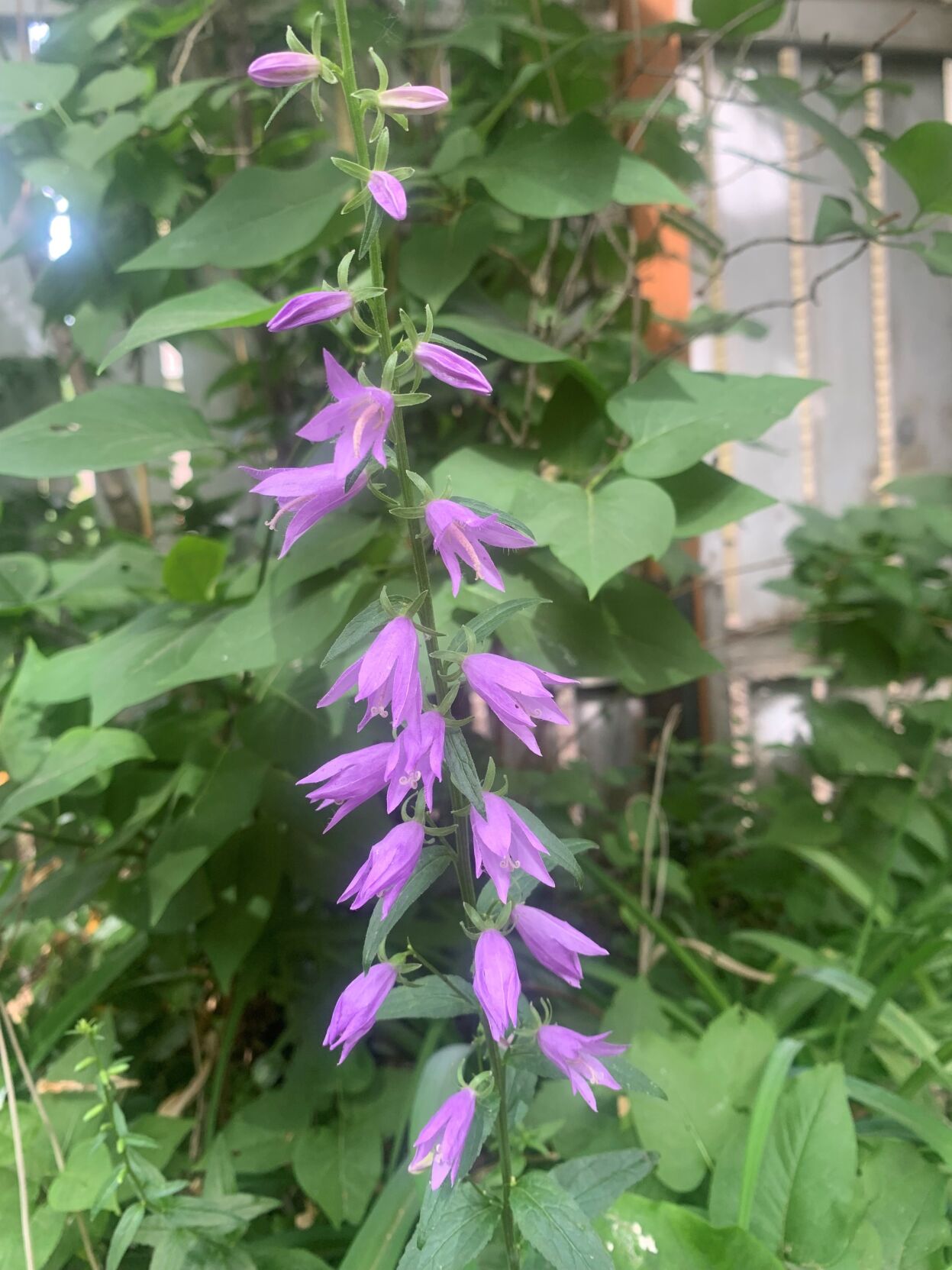 In the Garden: Bellflowers begone! Fighting the good fight against C ...