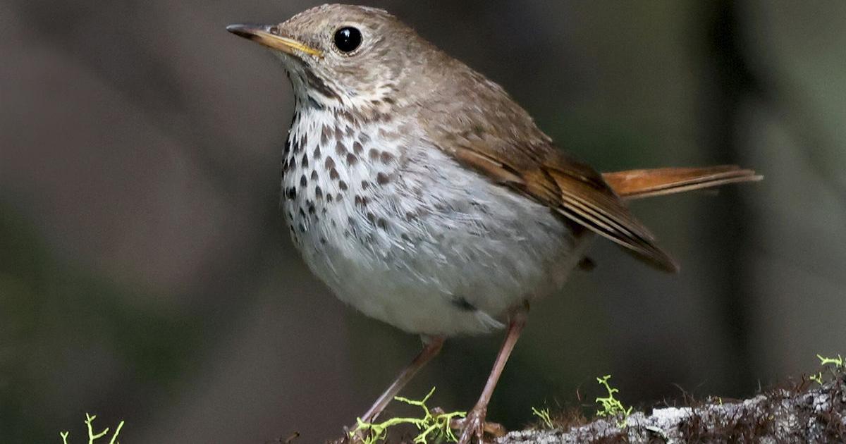 Wildlife Moment: Hermit thrush is the ethereal mountain singer ...
