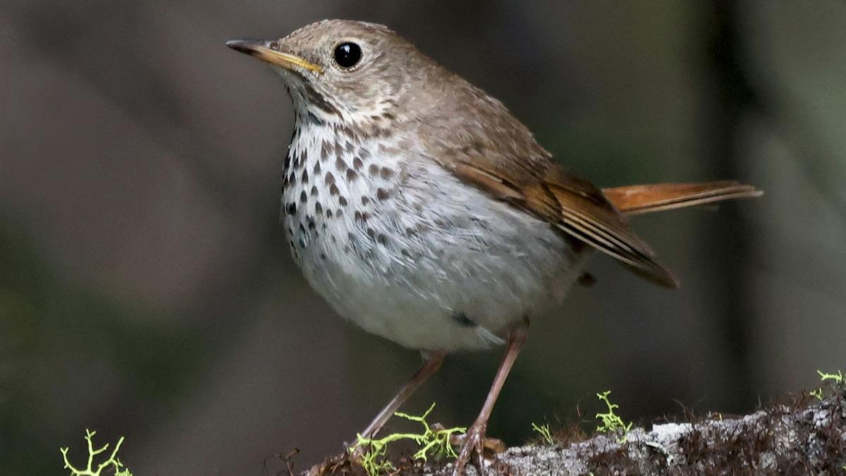 hermit thrush sounds