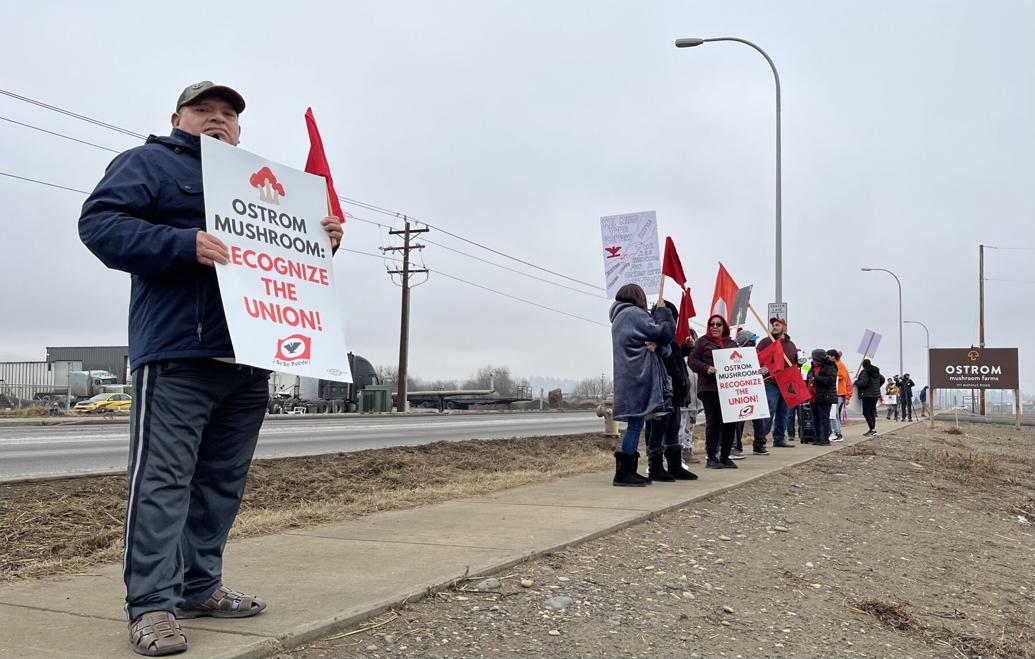 Ostrom mushroom workers in Sunnyside rally again for union recognition ...