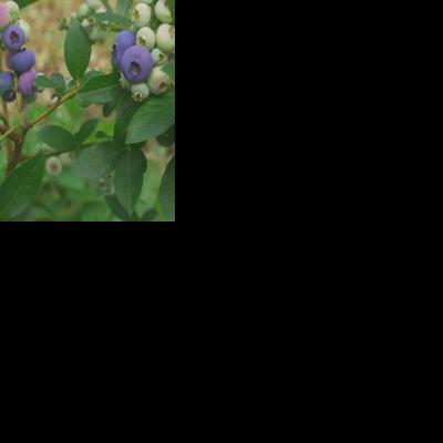 Carol Barany: Blueberries bring a lot to the garden, the table | Home ...