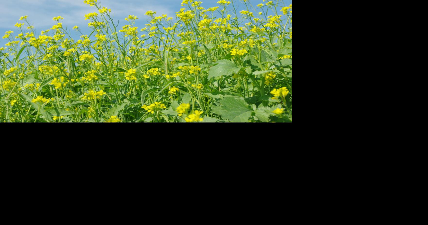 Master Gardeners: Don't forget to plant those cover crops | Explore ...