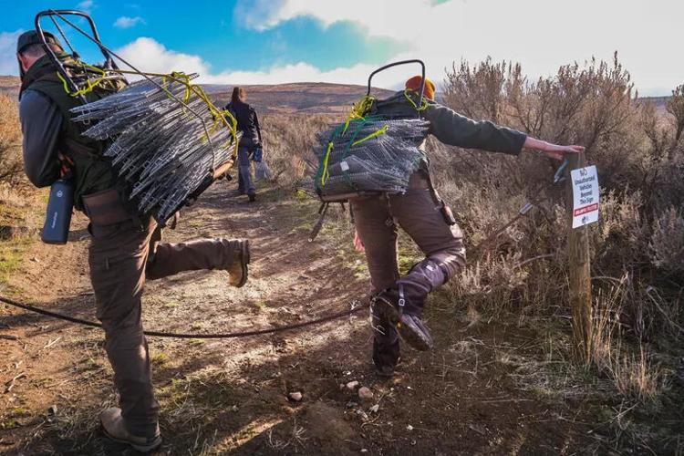 Pygmy rabbits are vital to the Columbia Basin. Will they survive ...