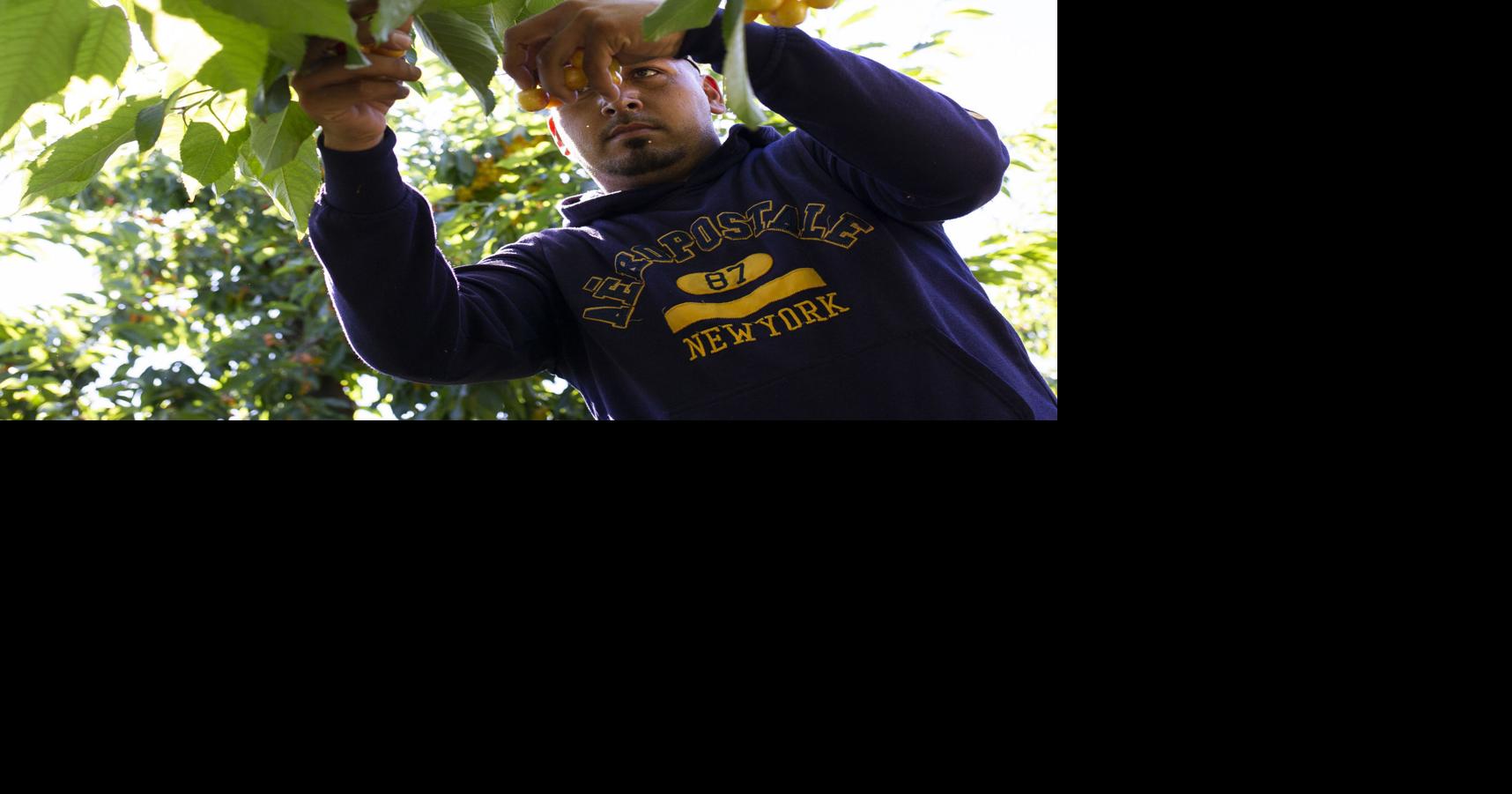 Farmworker advocates seek additional Washington protections for outdoor ...